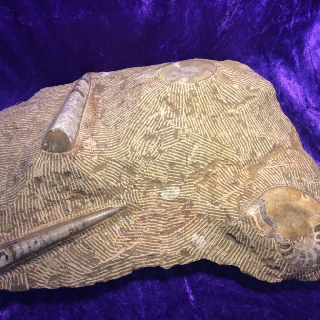 Merisiili 70mm - JALOKIVIGALLERIA